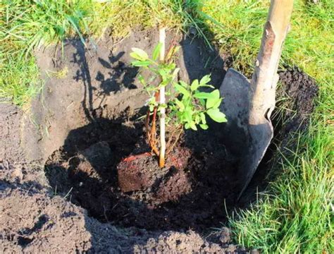Planting Honeysuckle In The Fall A Step By Step Guide Healthy Food