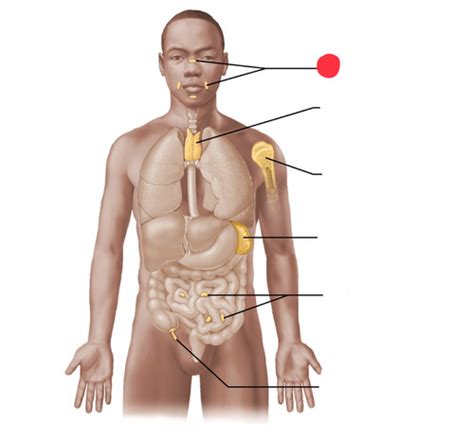 Bio208 Lab Lymphatic System Flashcards Quizlet