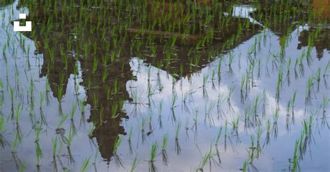 Green Grass Near Body Of Water During Daytime Photo Free Ubud Image