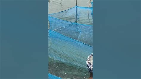 Fish Farming Youtube