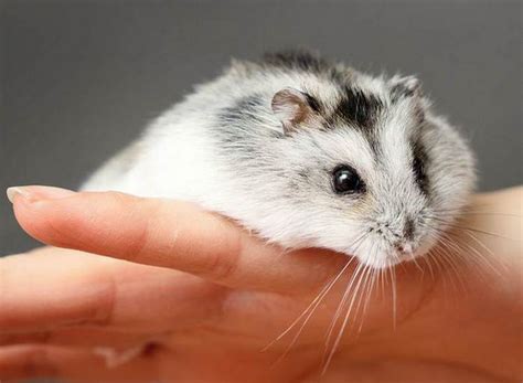 Уход за хомяком советы содержание в домашних условиях правила