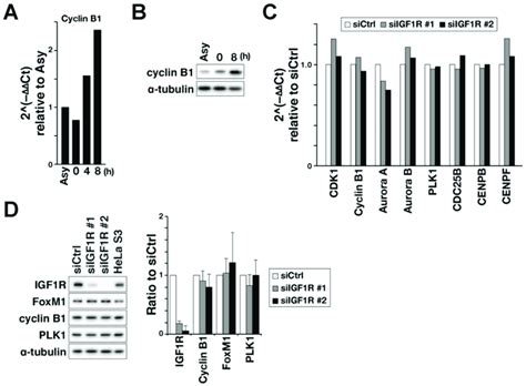 Foxm1 Target Genes Are Not Suppressed In Igf1r Knockdown Cells A B