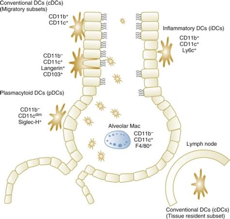 Innate Immunity Thoracic Key