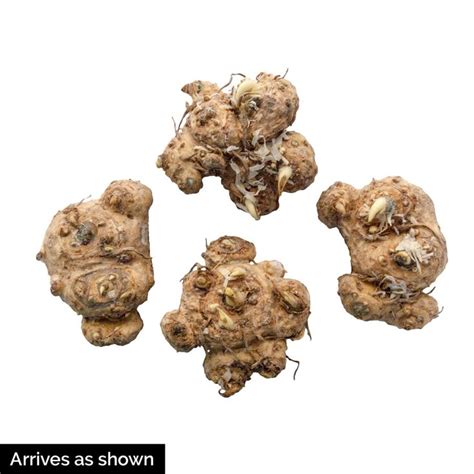 Brecks Red Red Alert Calla Lily Dormant Flower Bulbs 5 Pack 90392 Picasso Calla Lilies