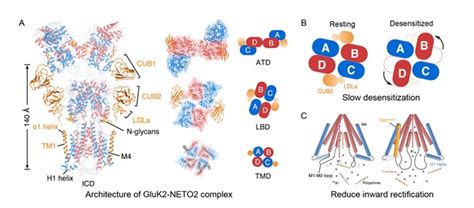 南京大学医学院石云课题组nature论文揭示谷氨酸受体gluk2的调控机制