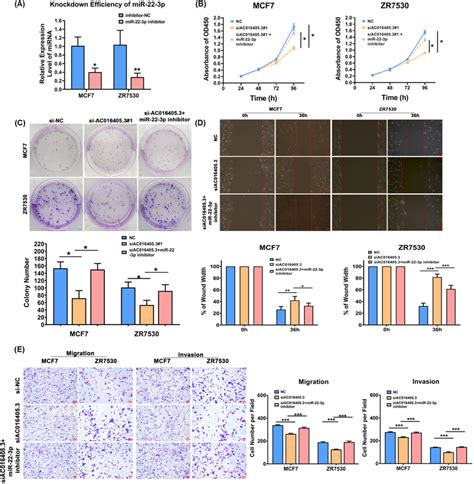 AC016405 3 Contributes To The Malignant Phenotypes Of BRCA Cells Via