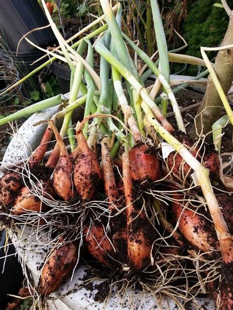 How To Grow Shallots Dengarden