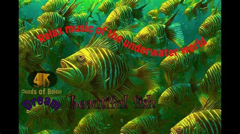 Underwater Relaxing Music Beautiful Fish Youtube