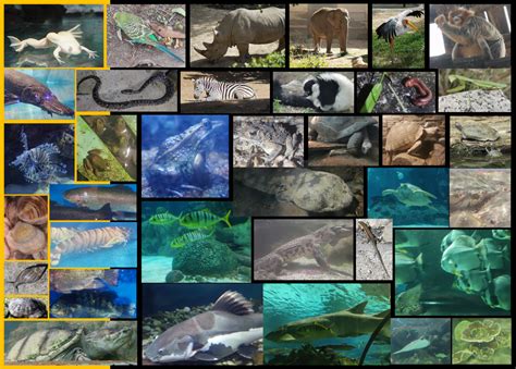 Invasive Species May Combine With Extreme Weathers To Threaten Global