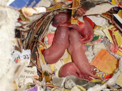 Reproducción vegetal y Desarrollo Embrionario by Alisson Medina Issuu