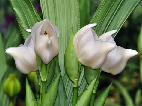 Orchid Anguloa Eburnea Nfs Orchidgarden