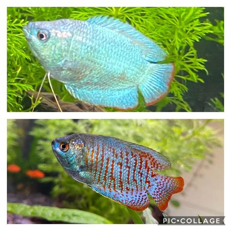 What Sex Are They Raquariums