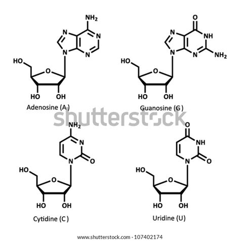 Rna Building Block Structures Ribonucleosides Chemical Stock Vector Royalty Free 107402174