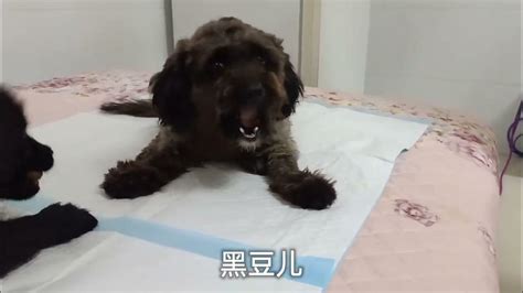 好心人给双腿残疾的流浪狗寄了两包磨牙棒，感谢好心人的支持 Youtube