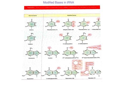 In The Genes Polypeptide Product Ppt Download