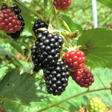 Stachellose Brombeere Rubus Fruticosus Loch Ness