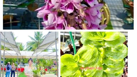 31 tháng 5 2023 bán lan rừng giá rẻ LH 0965 142 591 hoalan