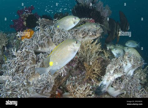 Orange Spotted Spinefoot Siganus Guttatus Spotted Rabbitfish
