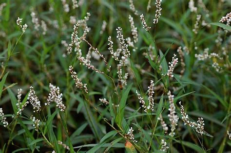 Smartweed Be Grateful Its Pretty