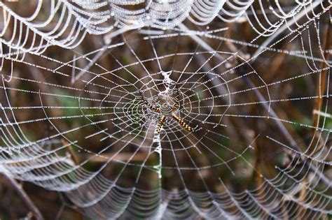 Spider Web Network Free Photo On Pixabay Pixabay