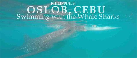 Oslob Cebu Swimming With The Whale Sharks Eulapanda
