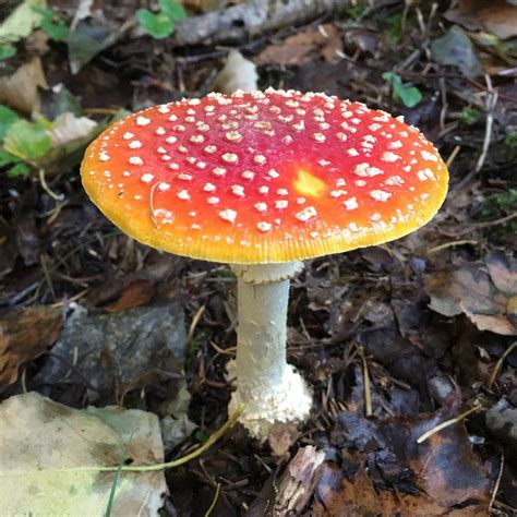 ベニテングタケの投稿画像 By Nyackさん｜『きのこ』フォトコンテスト2018と担子菌類とamanita Muscaria 2018月