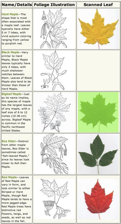 Maple Tree Identification Pictures At Yuri Blog