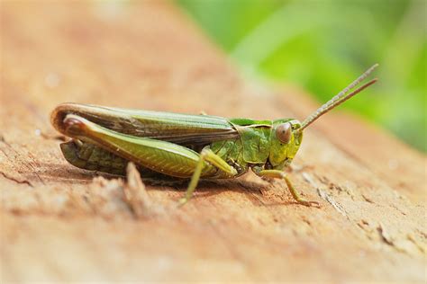 Grasshopper 13896 Grasshopper At The Lead Mines Newtown Flickr