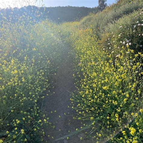 Mark Leitner Television Writer Freelance Linkedin