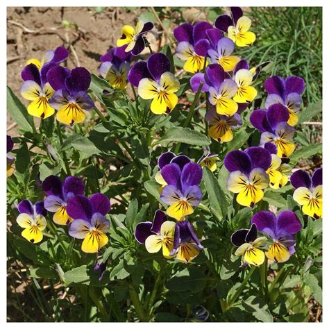 Flower Seed Packets Walmart