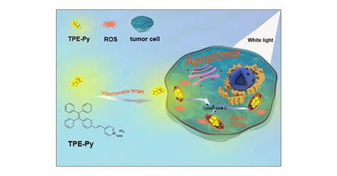 Apoptotic Induction Of Mitochondria Anchored Aggregation Induced