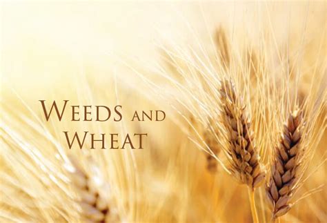 The Casting Floor Wheat And Weeds