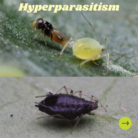 Beneficial Insectary Inc On Linkedin Hyperparasite Hyperparasitoid Aphidius Aphidiuscolemani