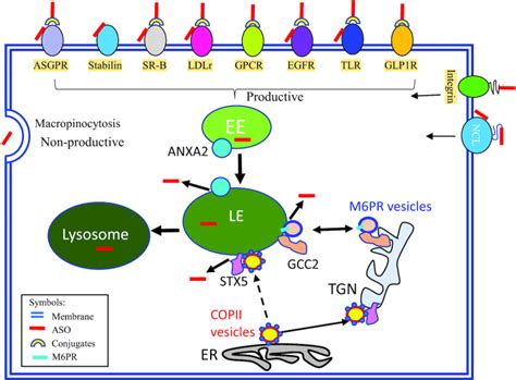Phosphorothioate Modified Oligonucleotideprotein Interactions Pmc