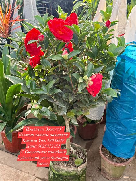 Цэцэгчин Ээжүүд таримал цэцгийн дэлгүүр Цэцэгт мэндчилгээ Цэцэг хүргэлт Added A New Photo