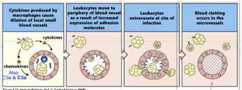Immuno 7 10 6 Cytokines And Activation Differentiation Of Cd4 T