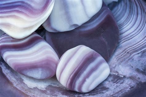 North Carolina Quahog Clam Wampum Shells Photograph By Mark Vandyke