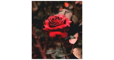 Joy Annette Estep Obituary 2024 Cameron Mo Poland Thompson