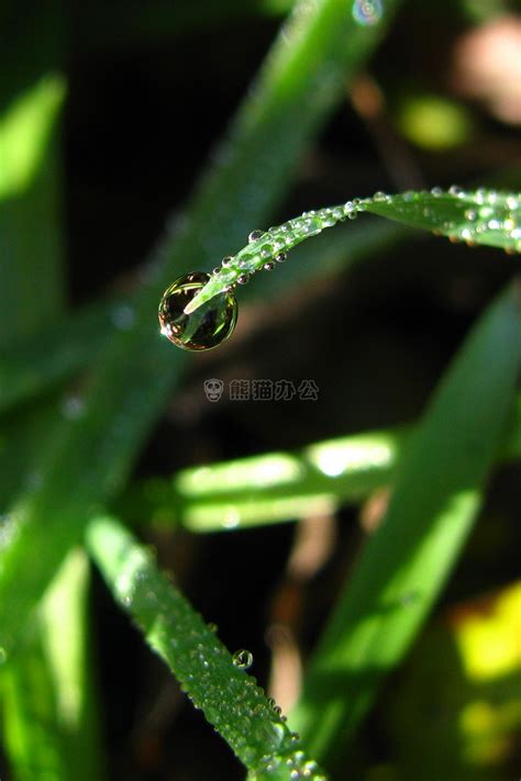 刀片属于草jpg格式图片下载 熊猫办公