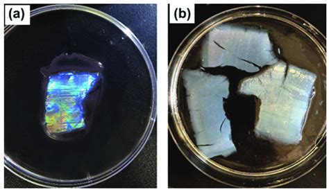 The Sf Pnipam Dual Crosslinked Nanocomposite Film At Different