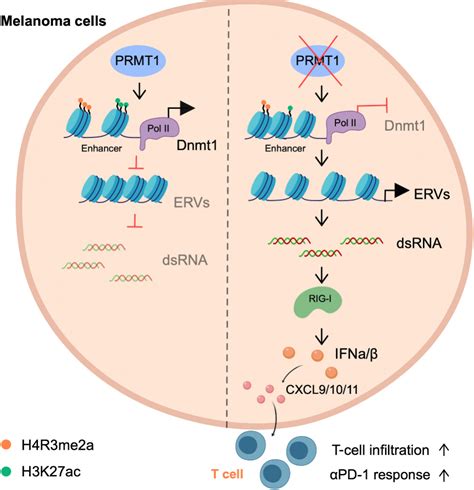 Prmt1 Inhibition Activates The Interferon Pathway To Potentiate