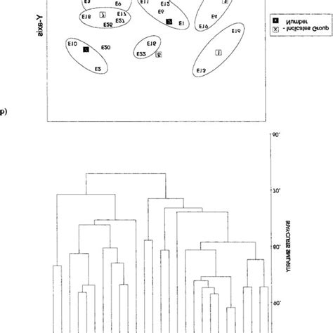 Dendrogram Produced By Cluster Analysis A And The Corresponding Download Scientific Diagram