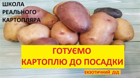 Дуже ВАЖЛИВА обробка картоплі перед посадкою Youtube