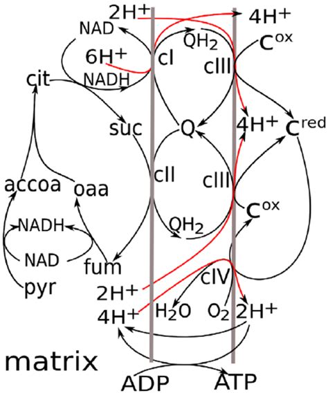 Scheme For Mitochondrial Respiration And Linked Processes Simulated In