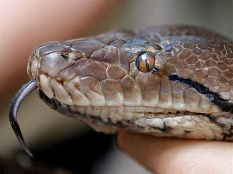 Python Bites Austrian Man On The Toilet Toronto Sun