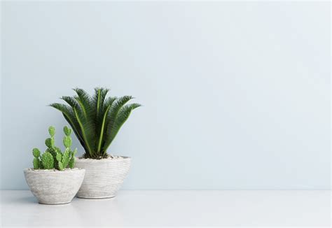 다른 냄비에 꽃 집 장식의 컬렉션 파란색 배경 벽에 흰색 바닥에 화분 집 식물 0명에 대한 스톡 사진 및 기타 이미지 0명