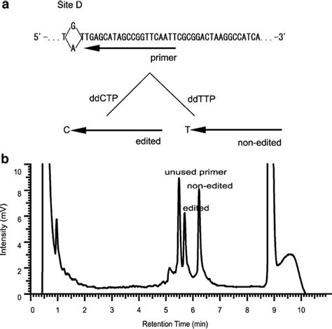 Schematic Representation Of The Method For Estimating The Rna Editing