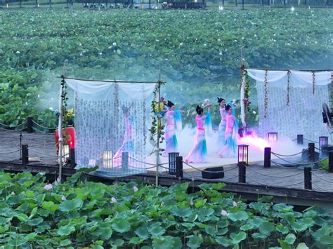 第十五届高淳固城湖水慢城荷花旅游节开幕江苏国际在线