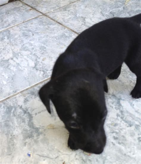 Au Au Miau And Cia Adoção De Animais Lindo Filhotes Para Adoção