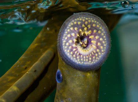 Lamprey Eye Disease